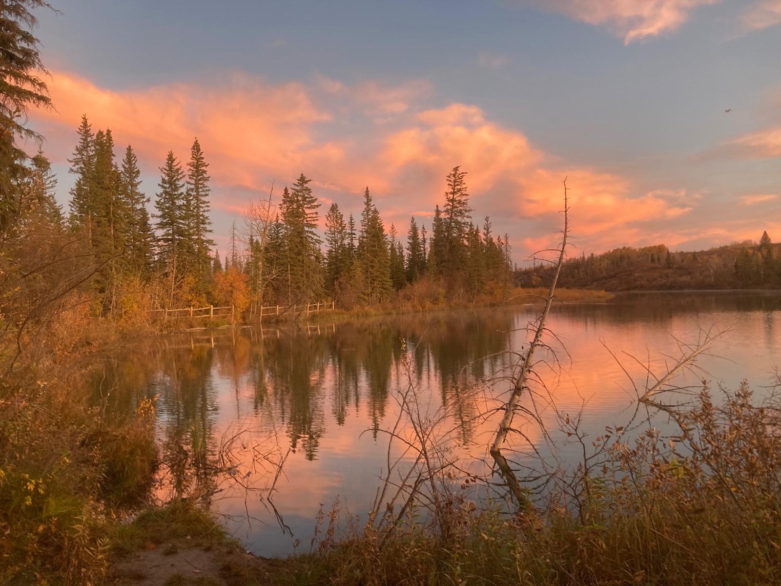 Weaselhead/Glenmore Habitat Management Plan | Engage