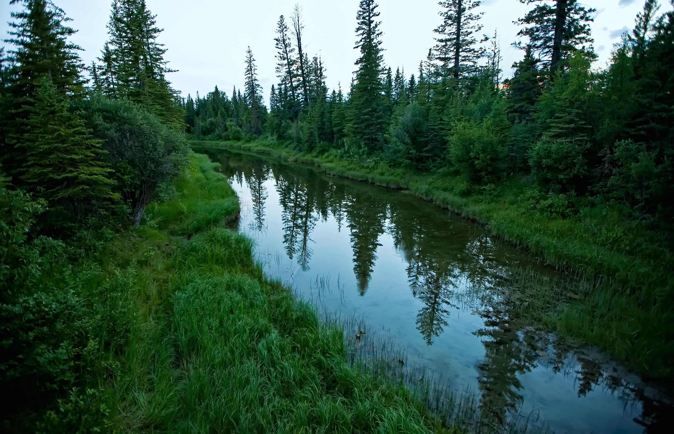 Weaselhead/Glenmore Habitat Management Plan | Engage