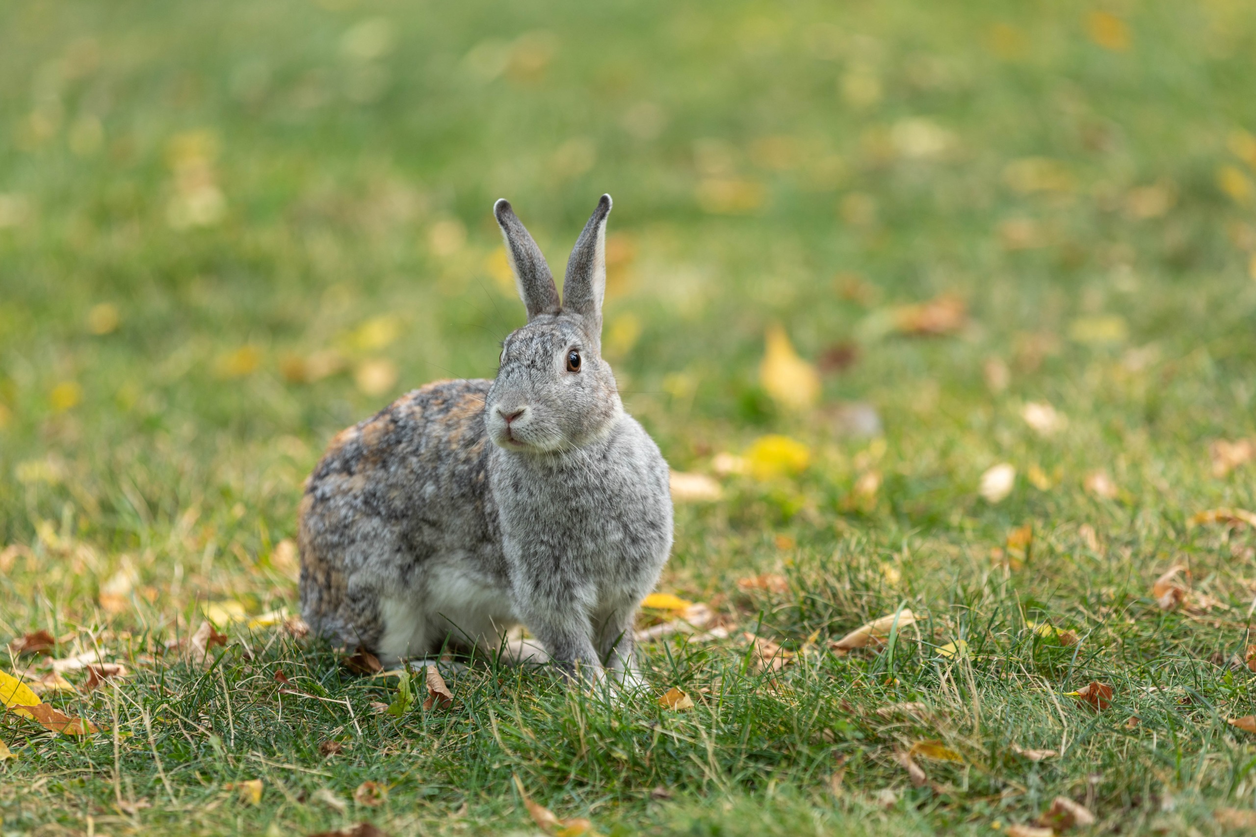 Family Feedback and Activities | Edworthy Park Habitat Management Plan ...
